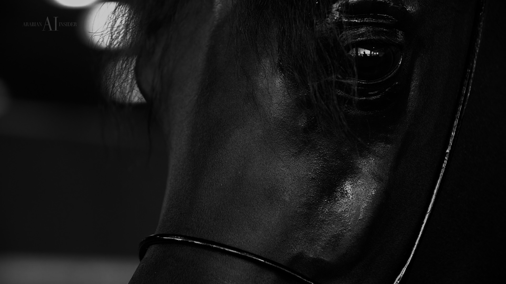 RHAN AL SHAHANIA – AL SHAHANIA STUD